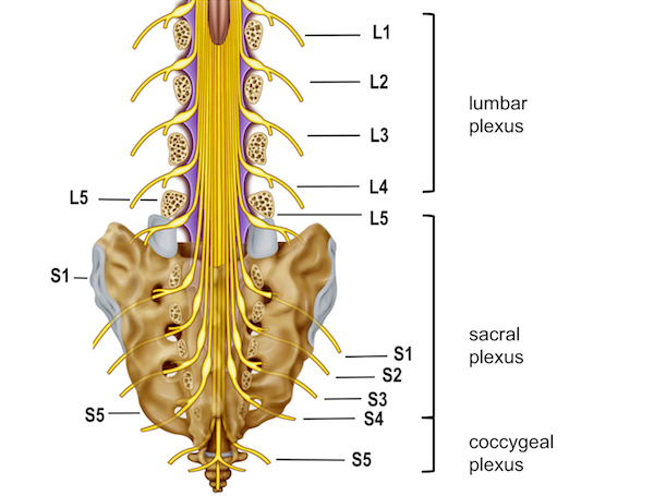 Sacral Nerve Innervation